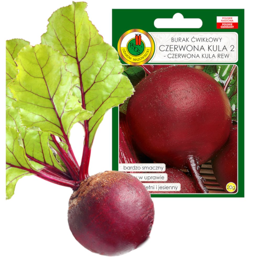 Burak Ćwikłowy Kula Wczesny Nasiona Bez Gmo - PNOS | Sklep EMPIK.COM