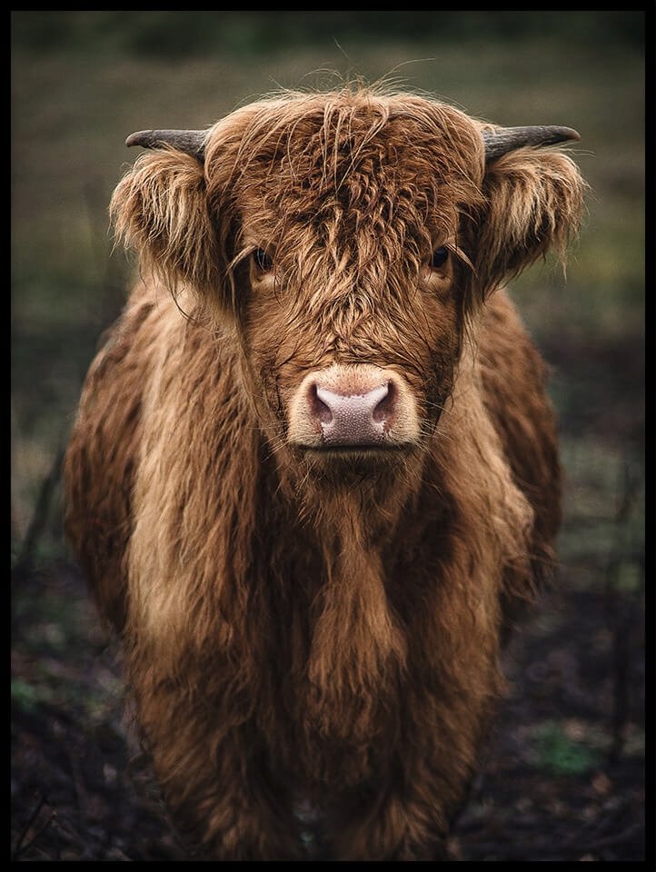 Byk krowa plakat do mieszkania obraz zwierze 30x40 - Fotopp | Sklep ...