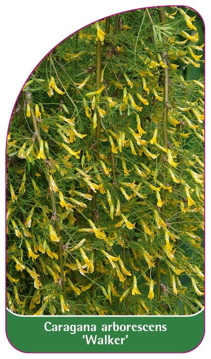 Caragana arborescens 'Walker' - A etykieta szkółkarska - Euroflora ...