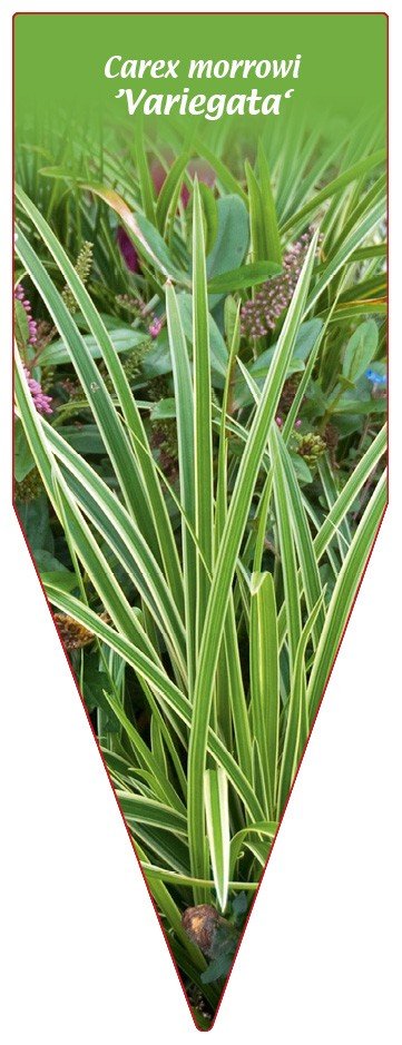 Carex morrowi 'Variegata' -57x155mm etykieta szkółkarska - Euroflora ...