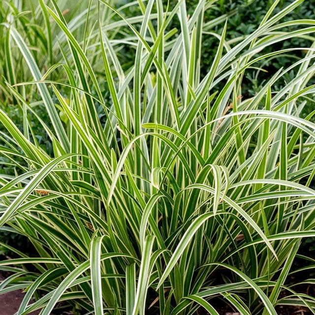 Carex Turzyca Ice Dance 1 szt. doniczka P9 - Królik | Sklep EMPIK.COM