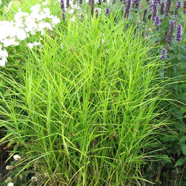 Carex Turzyca palmowa 1 szt. doniczka P11 - Królik | Sklep EMPIK.COM