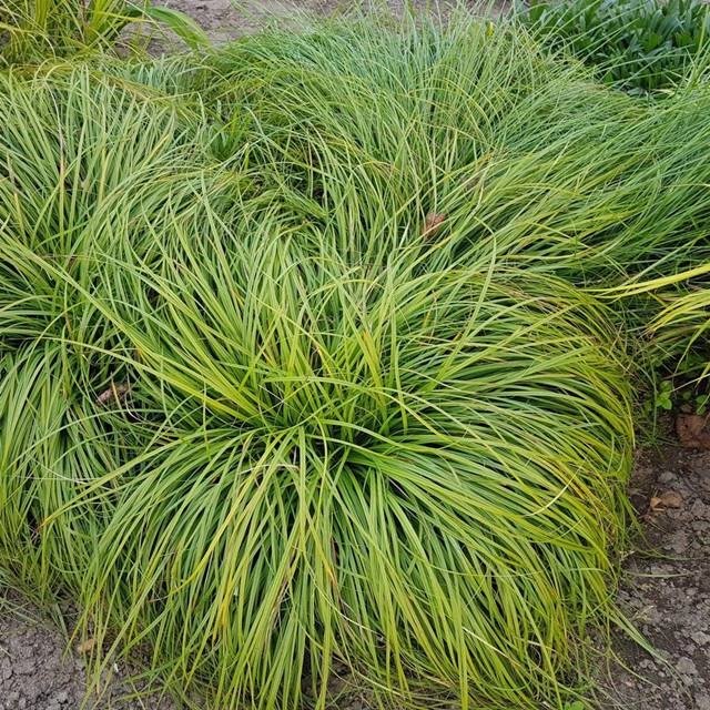 Carex Turzyca wiosenna The Beatles 1 szt. doniczka P9 - Królik | Sklep ...