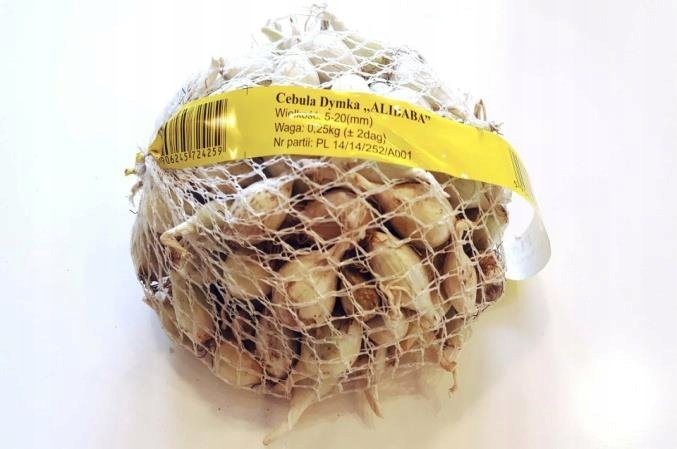 Cebula Dymka Alibaba 0,25 kg biała - Inna marka | Sklep EMPIK.COM