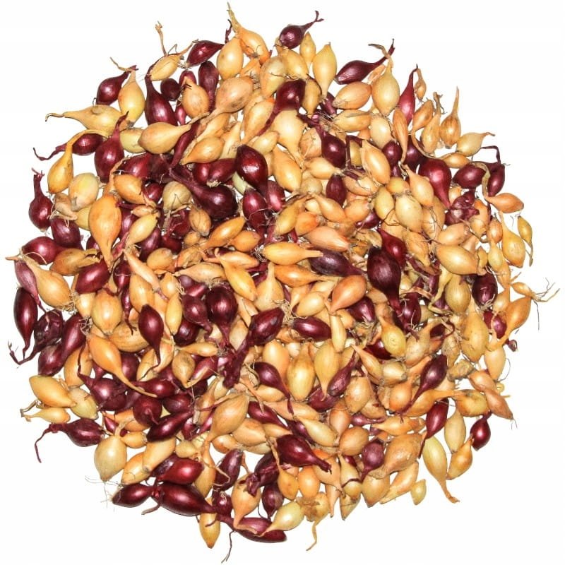 Cebula dymka zimująca mieszanka 3 odmian 0,5 kg - Inna marka | Sklep EMPIK.COM