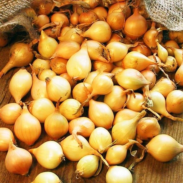 Cebula dymka zimująca zimowa żółta Senshyu Yellow - Inna marka | Sklep ...