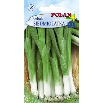 Cebula Siedmiolatka Bajkał Polan - Polan | Sklep EMPIK.COM