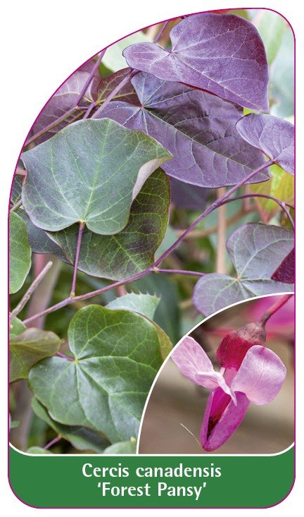Cercis canadensis 'Forest Pansy' etykieta szkółkarska - Euroflora ...