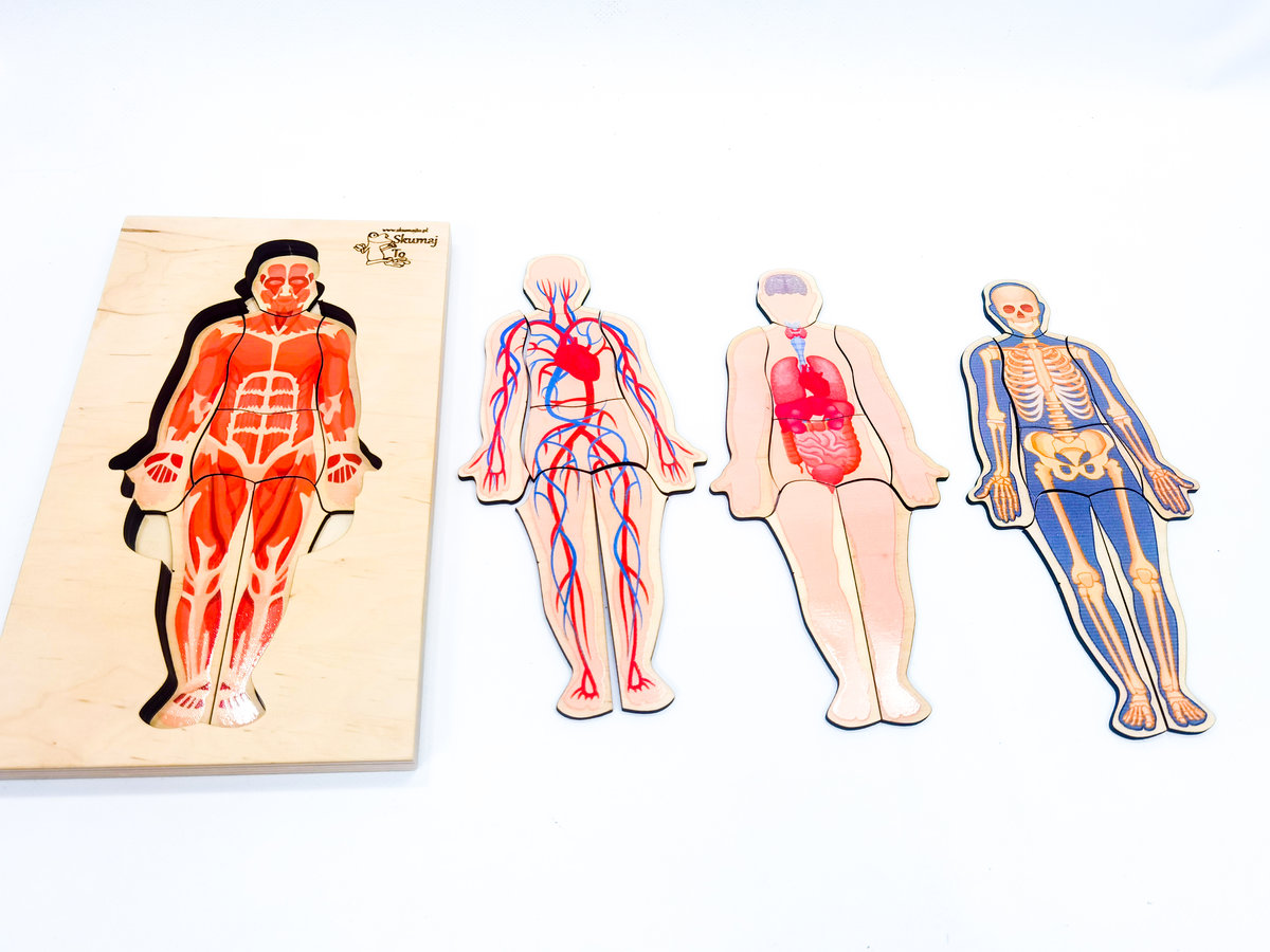 Ciało człowieka, drewniana układanka, 4 warstwy, anatomia - Inna marka ...