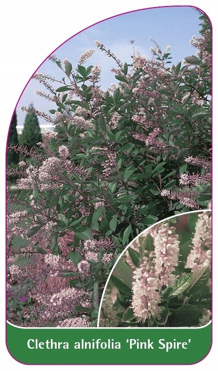 Clethra alnifolia 'Pink Spire' etykiety szkółka - Euroflora | Sklep ...