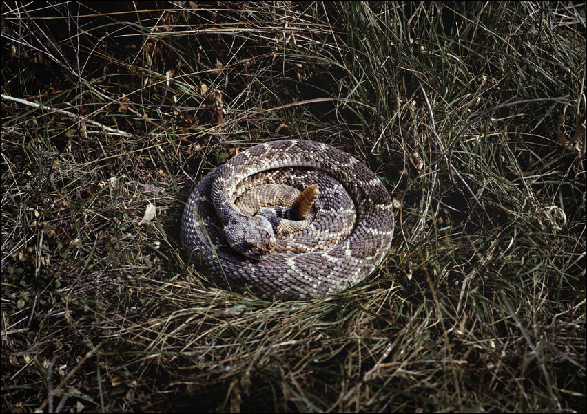 Coiled rattlesnake in brush outside San Marcos, Texas., Carol Highsmith ...
