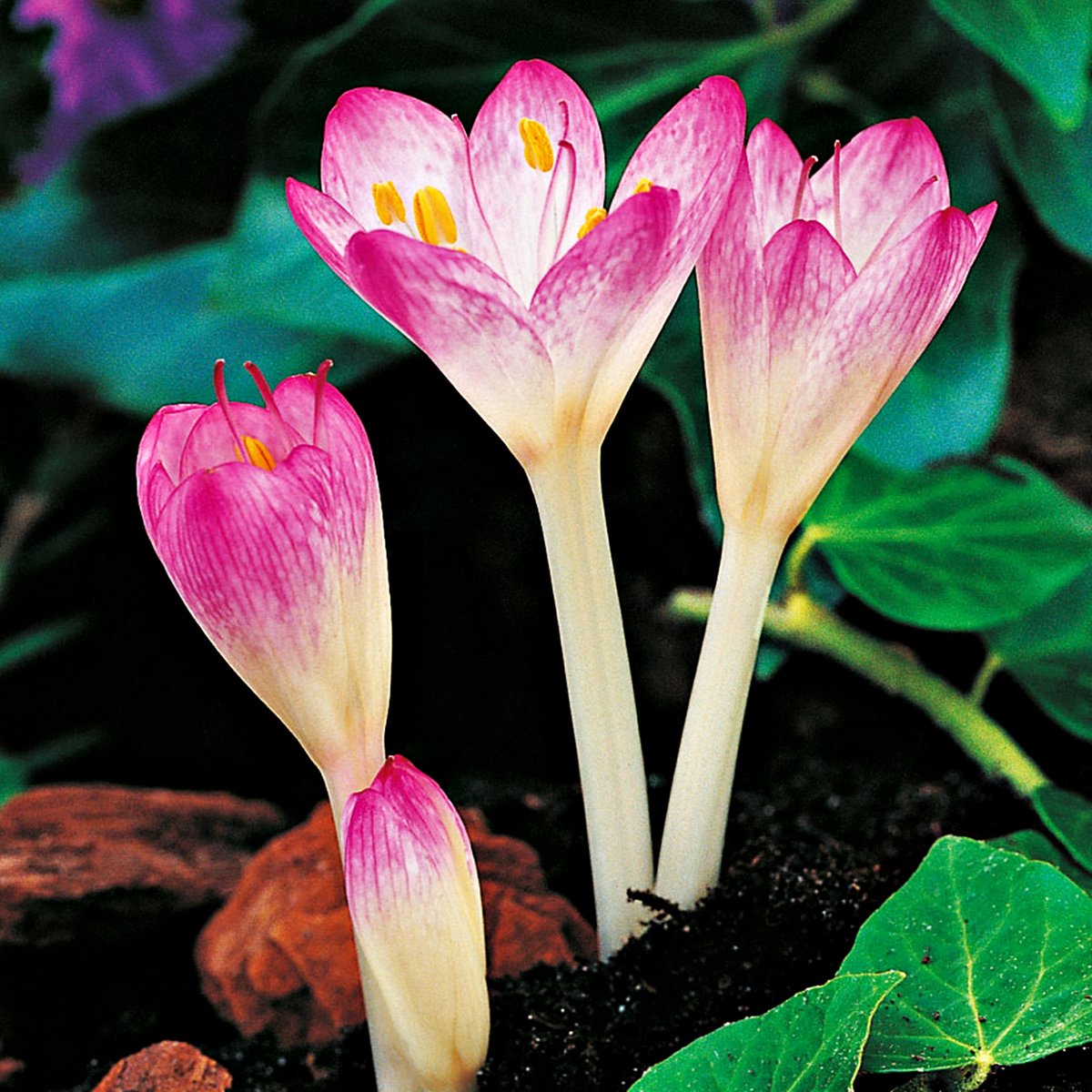 Colchicum Cilicium Zimowit Bizantyjski 1 szt cebulki - BENEX | Sklep ...