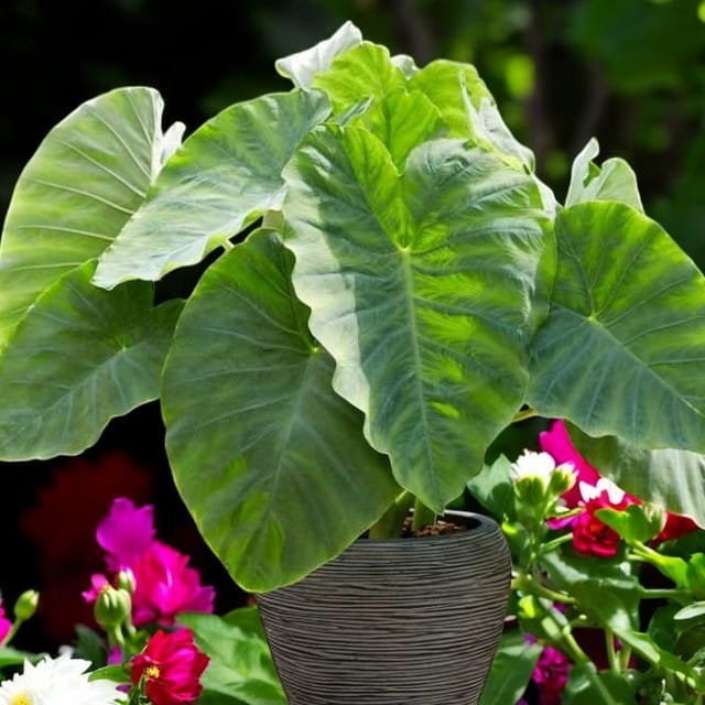 Colocasia esculenta Kolokazja Coco 1 szt. cebule cebulki - Królik ...