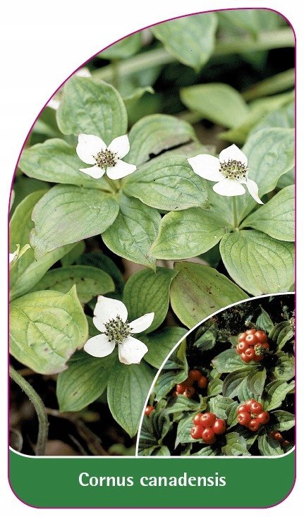 Cornus canadensis etykiety szkółkarskie - Euroflora | Sklep EMPIK.COM