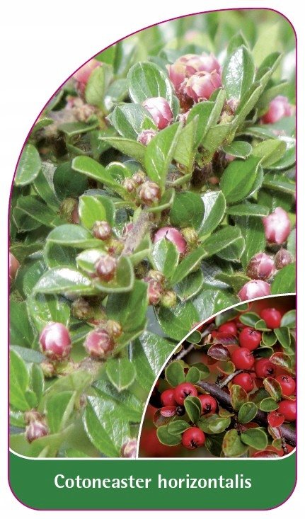 Cotoneaster horizontalis etykiety szkółkarskie - Euroflora | Sklep EMPIK.COM