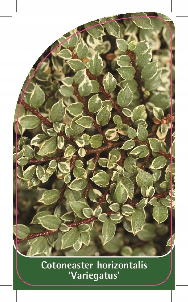 Cotoneaster horizontalis 'Variegatus' etykiety - Euroflora | Sklep ...
