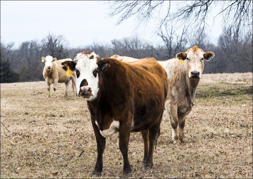 Curious cattle on a ranch in Red River County near Detroit, Texas ...