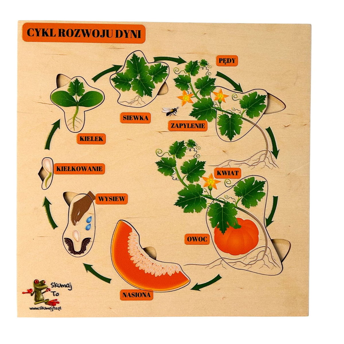 Cykl rozwoju dyni, układanka o dyni, dynia - Inna marka | Sklep EMPIK.COM