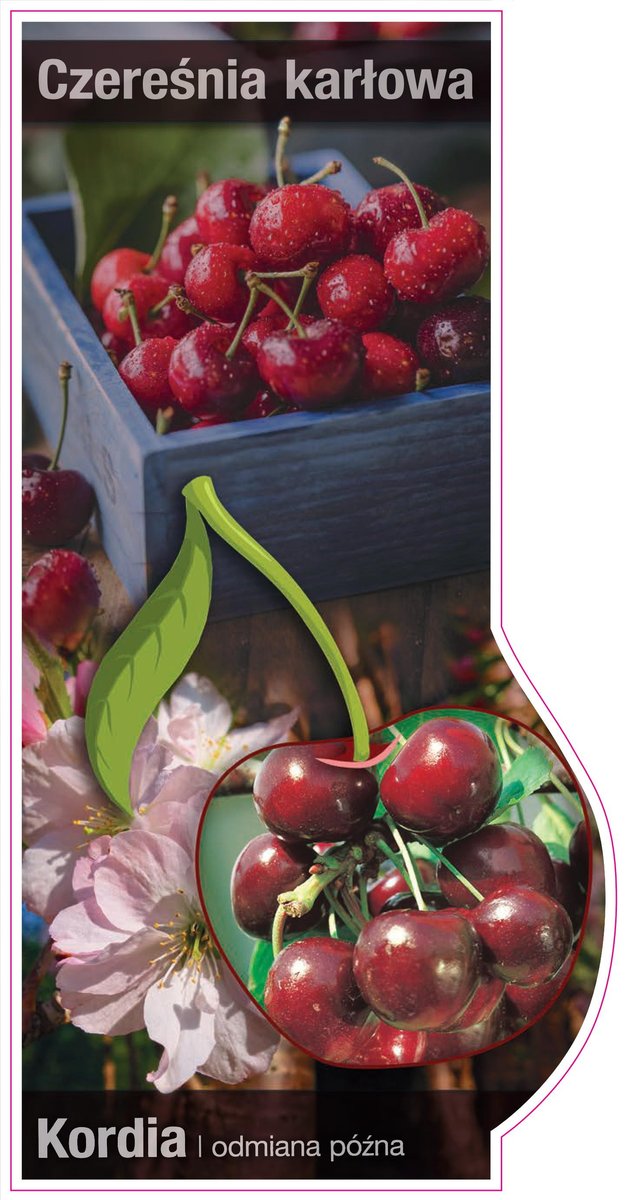 CZEREŚNIA KARŁOWA 'KORDIA' - JUMBO etykieta - Euroflora | Sklep EMPIK.COM