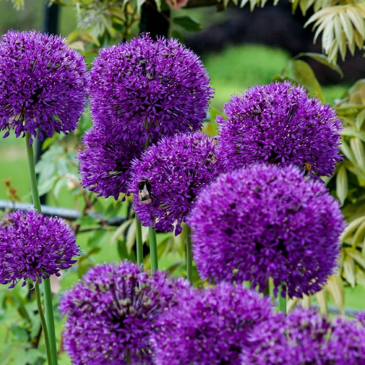Czosnek Gigant Ozdobny Cebulki Czosnku Cebulka Alium Purple Rain 5Szt ...