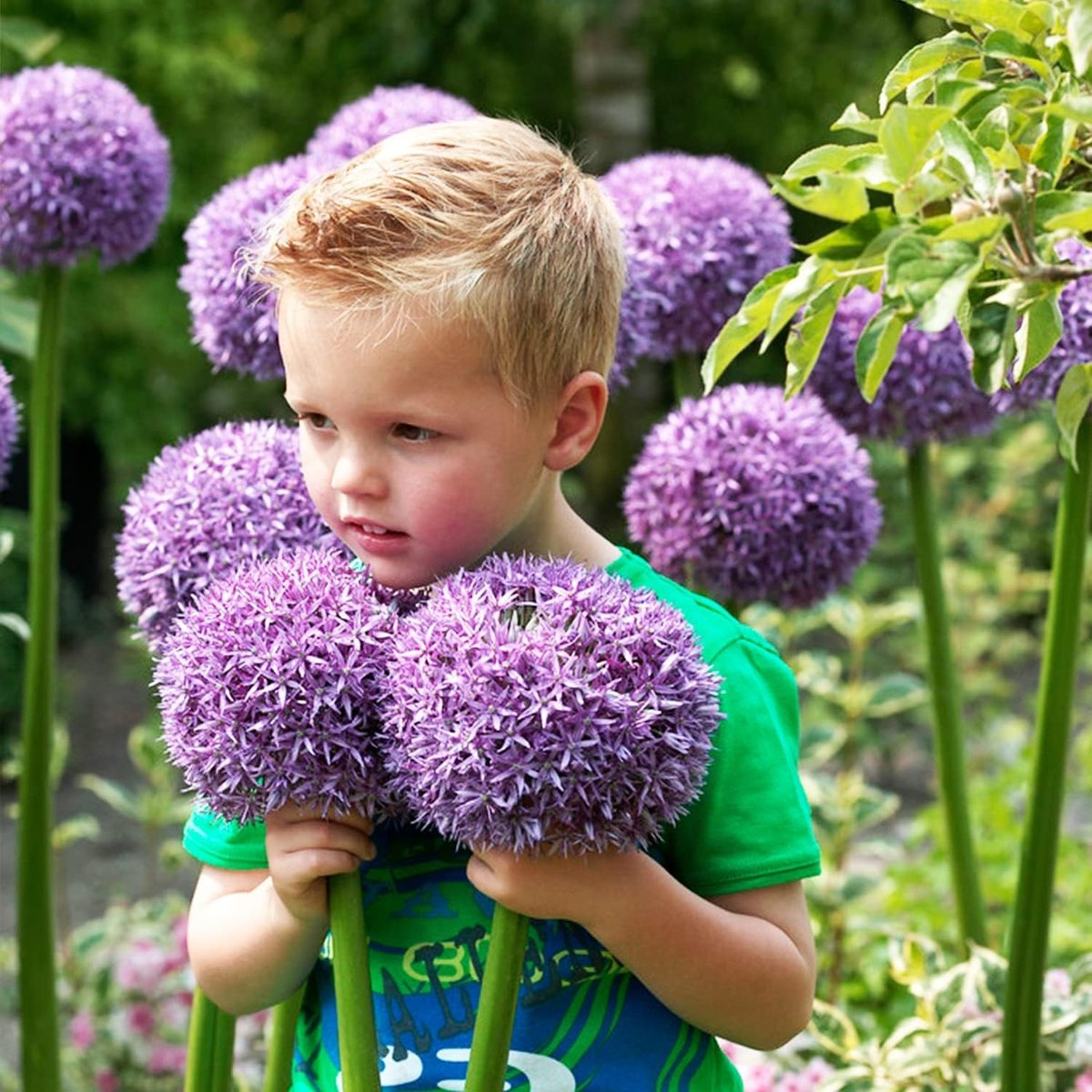 Czosnek Gigant Ozdobny Cebulki Czosnku Cebulka Kwiatów Allium Gladiator ...