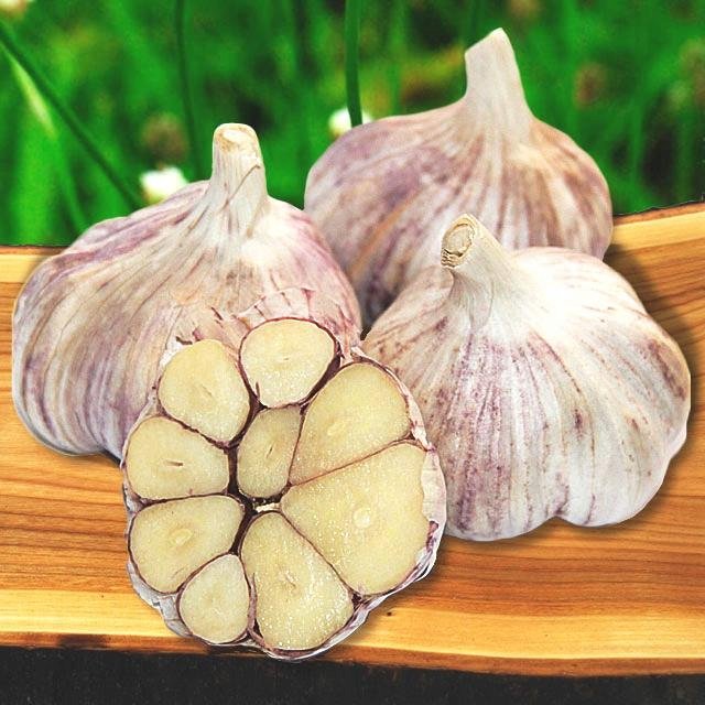 Czosnek polski Harnaś śred. 5-5,5 cm - 1 kg - Inna marka | Sklep EMPIK.COM