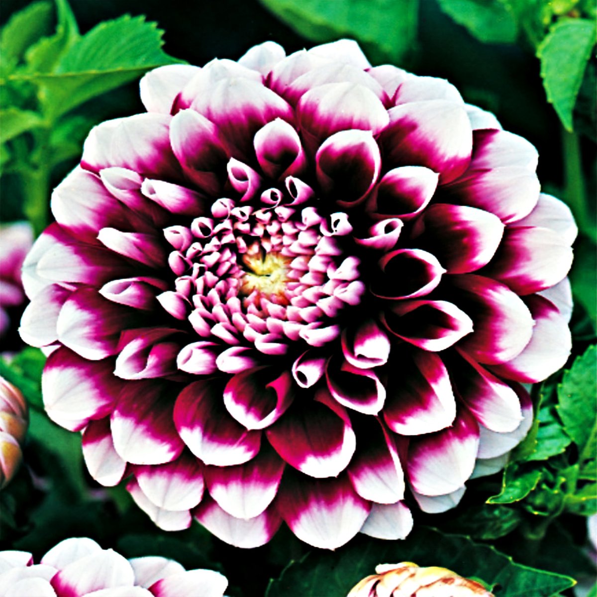 Dalia Dekoracyjna Edinburgh 1 szt Dalie sadzonki dalii sadzonka bulwy ...