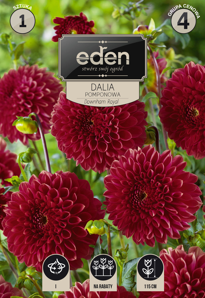 Dalia pomponowa Downham Royal 1 sztuka Eden - Inna marka | Sklep EMPIK.COM