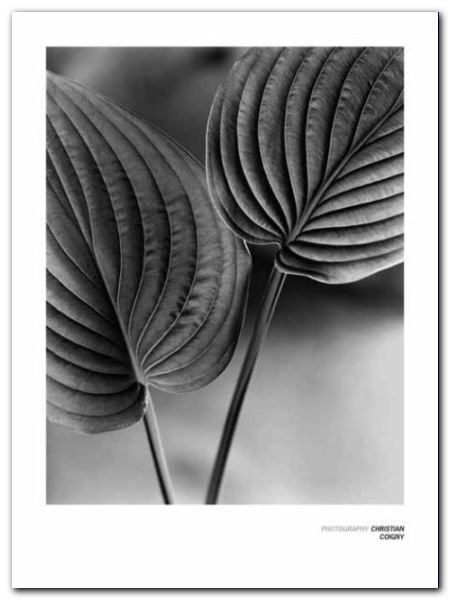 Deux Feuilles plakat obraz 60x80cm - Wizard+Genius | Sklep EMPIK.COM