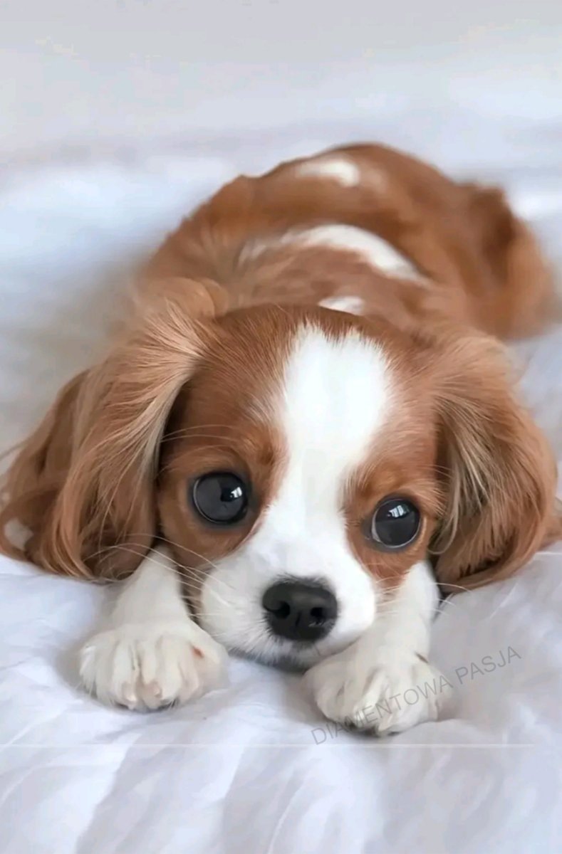 DIAMENTOWA PASJA Haft Diamentowy PIES PSY Obraz Diamentowy Mozaika ...