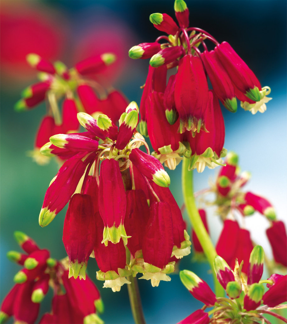 Dichelostemma Ida Maia 5 szt cebulki - BENEX | Sklep EMPIK.COM