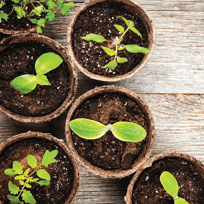 Doniczki Do Rosad 6 Cm Okrągłe 24 Szt. Planta - Planta | Sklep EMPIK.COM