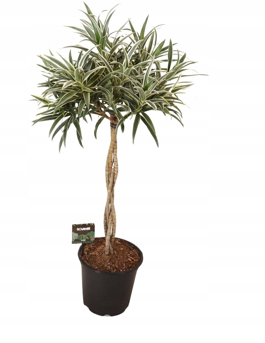 Dracaena reflexa spleciony pień XXL | Doniczka Ø 21 cm | Wysokość ok ...