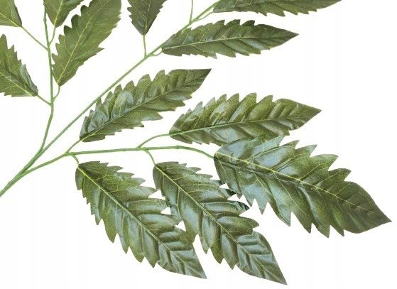 Duże Liście Do Stroika Wiązanki Gałązka Zielona Łodyga Dodatek Podkład ...