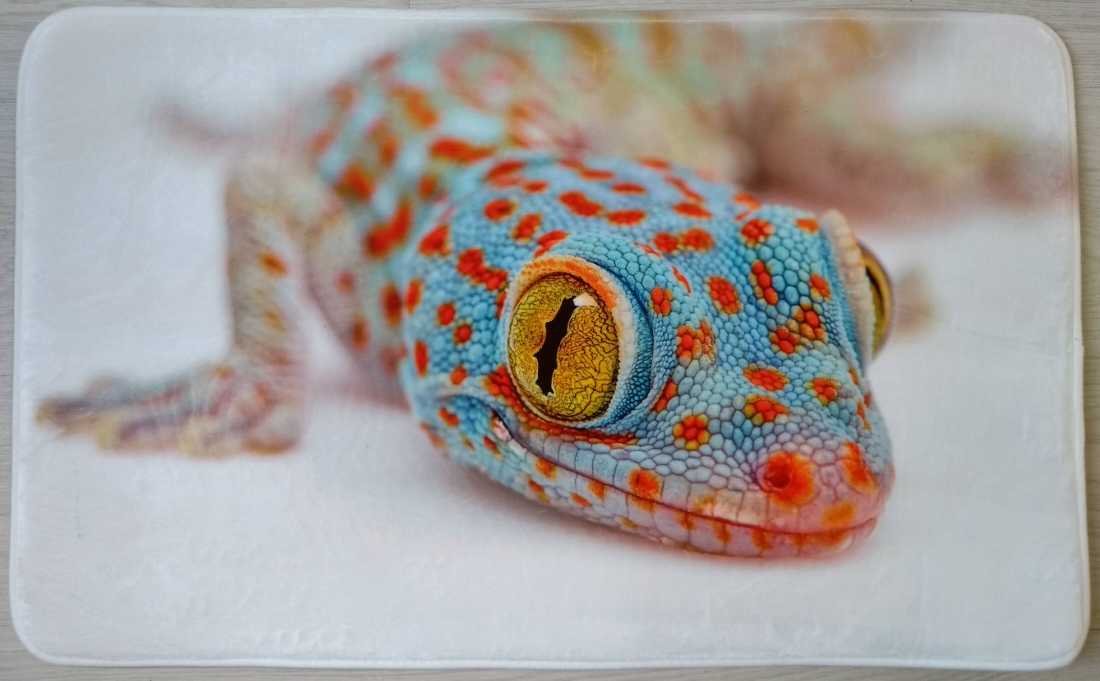 Dywanik 45x75 cm gekon toke - 5made | Sklep EMPIK.COM