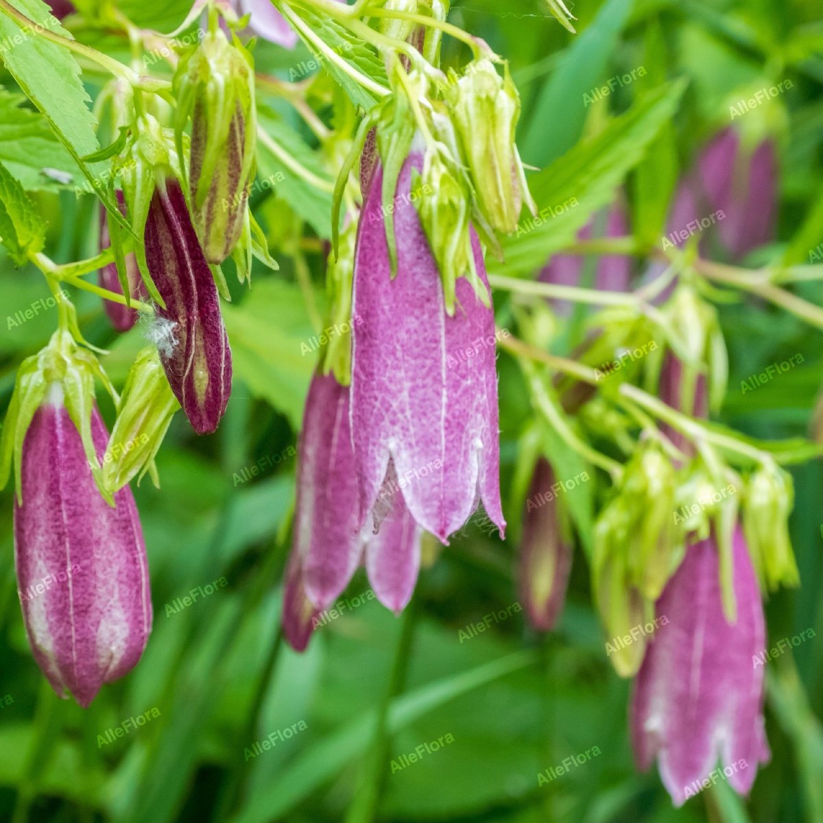 Dzwonek kropkowany 'Cherry Bells' (Campanula punctata) Doniczka 2.0L ...