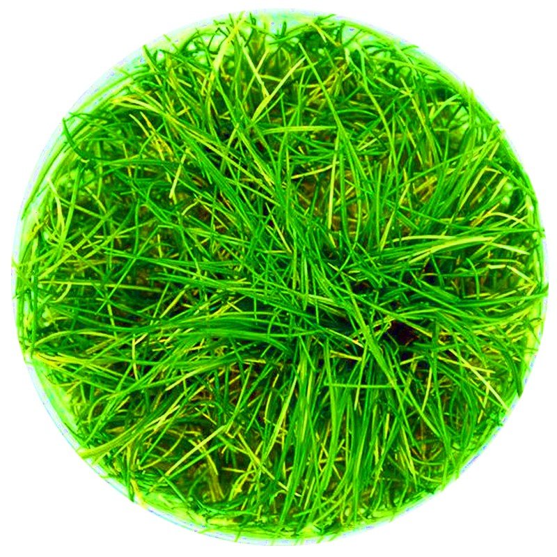 Eco Plant - Eleocharis Parvula - Invitro Mały Kubek - Eco Plant | Sklep ...