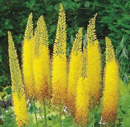 Eremurus Bungei Pustynnik Himalajski - BENEX | Sklep EMPIK.COM