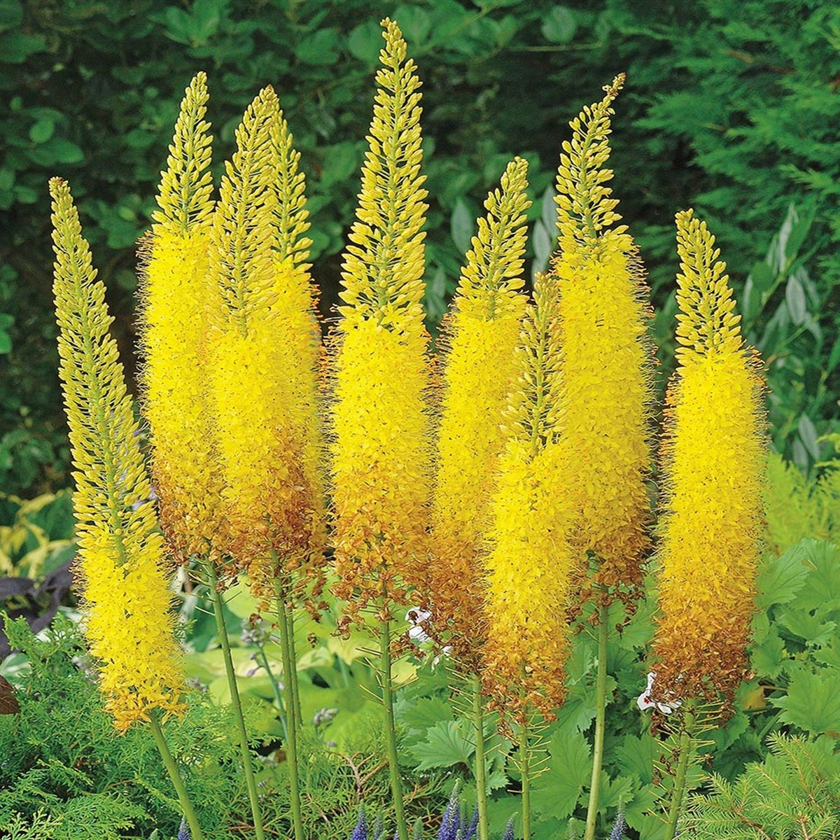 Eremurus Pustynnik Bungei 1 szt sadzonka sadzonki - BENEX | Sklep EMPIK.COM