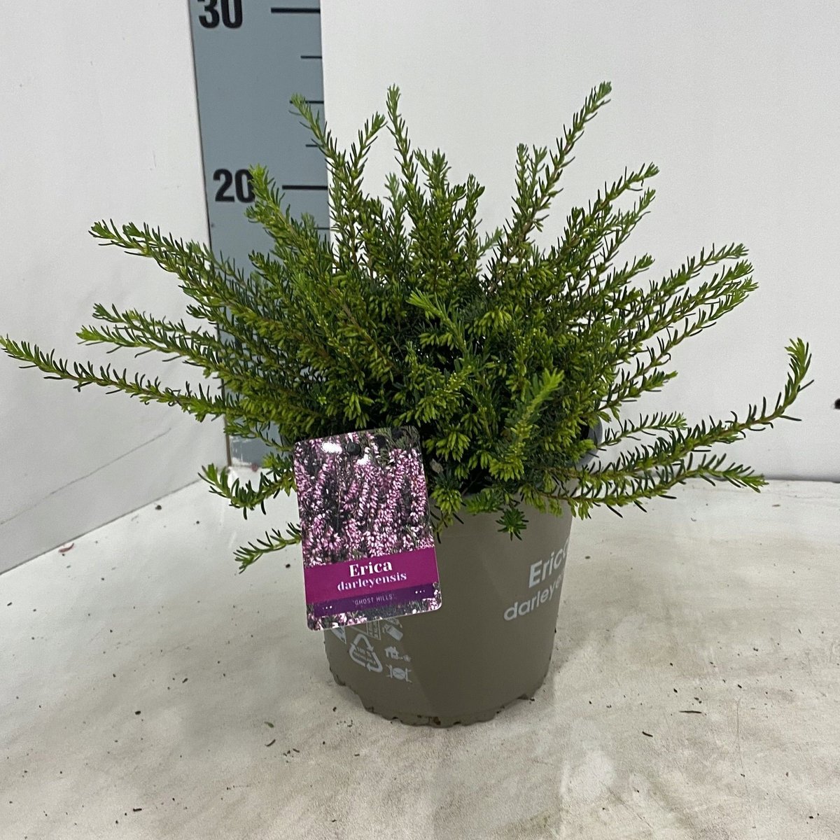 Erica darleyensis Ghost Hills | Doniczka Ø 15 cm | Wysokość ok. 20 cm ...