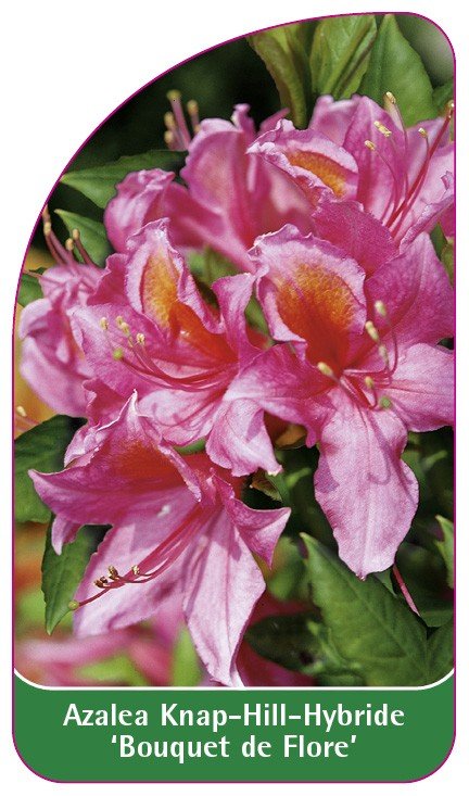 Etykieta szkółkarska Azalea 'Bouquet de Flore' - Euroflora | Sklep ...