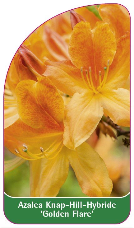 Etykieta szkółkarska Azalea 'Golden Flare' - B - Euroflora | Sklep ...