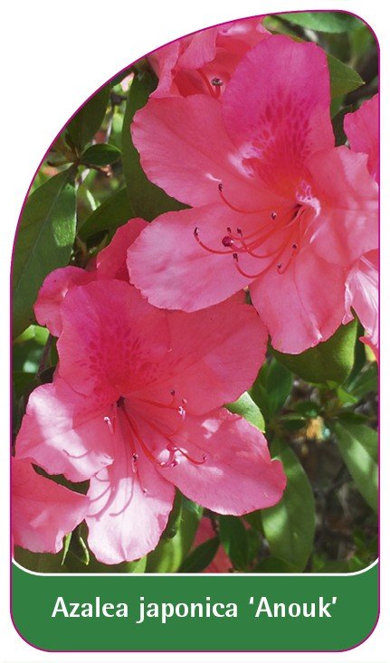Etykieta szkółkarska Azalea japonica 'Anouk' (standard) - Euroflora ...