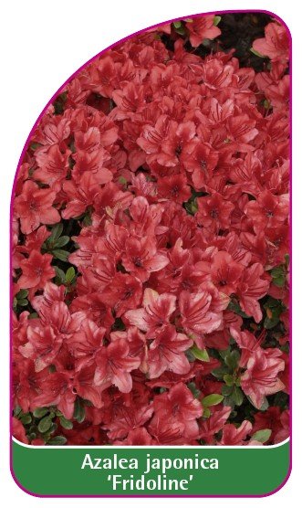 Etykieta szkółkarska Azalea japonica 'Fridoline' - B - Euroflora ...