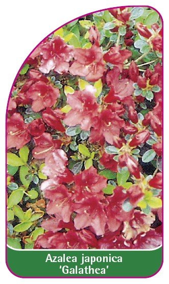 Etykieta szkółkarska Azalea japonica 'Galathea' (standard) - Euroflora ...