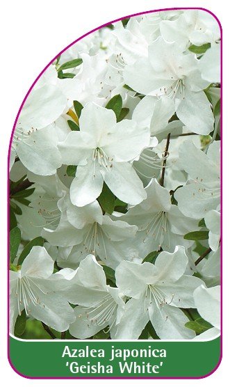 Etykieta szkółkarska Azalea japonica 'Geisha White' - Euroflora | Sklep ...