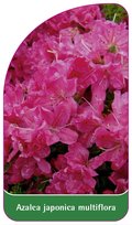 Etykieta szkółkarska Azalea japonica multiflora (standard) - Euroflora ...