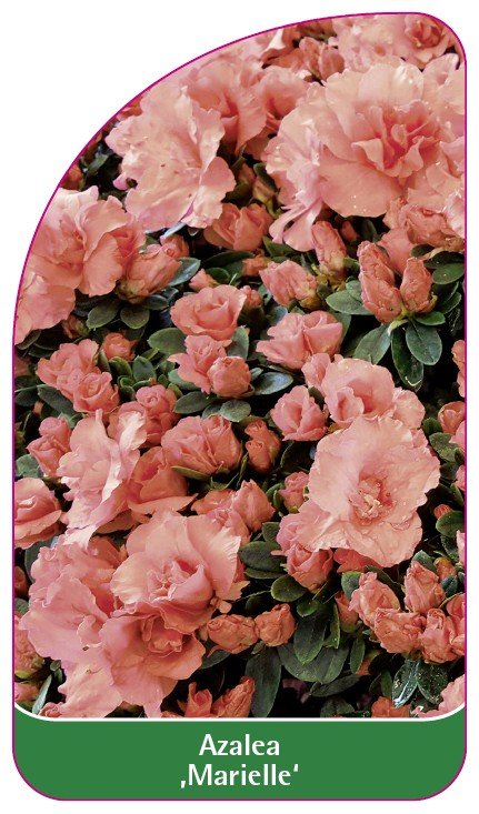 Etykieta szkółkarska Azalea 'Marielle' - Euroflora | Sklep EMPIK.COM