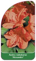 Etykieta szkółkarska Azalea nakakarae 'Alexander' (standard ...