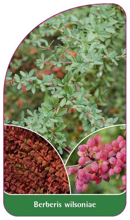Etykieta szkółkarska Berberis wilsoniae - Euroflora | Sklep EMPIK.COM